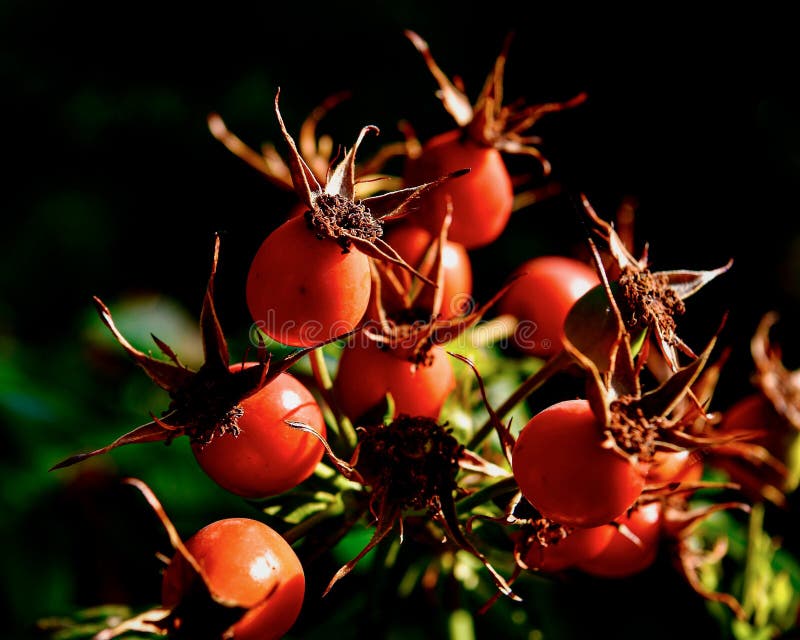 A rosehip close-up stock image. Image of tree, portrait - 280408601