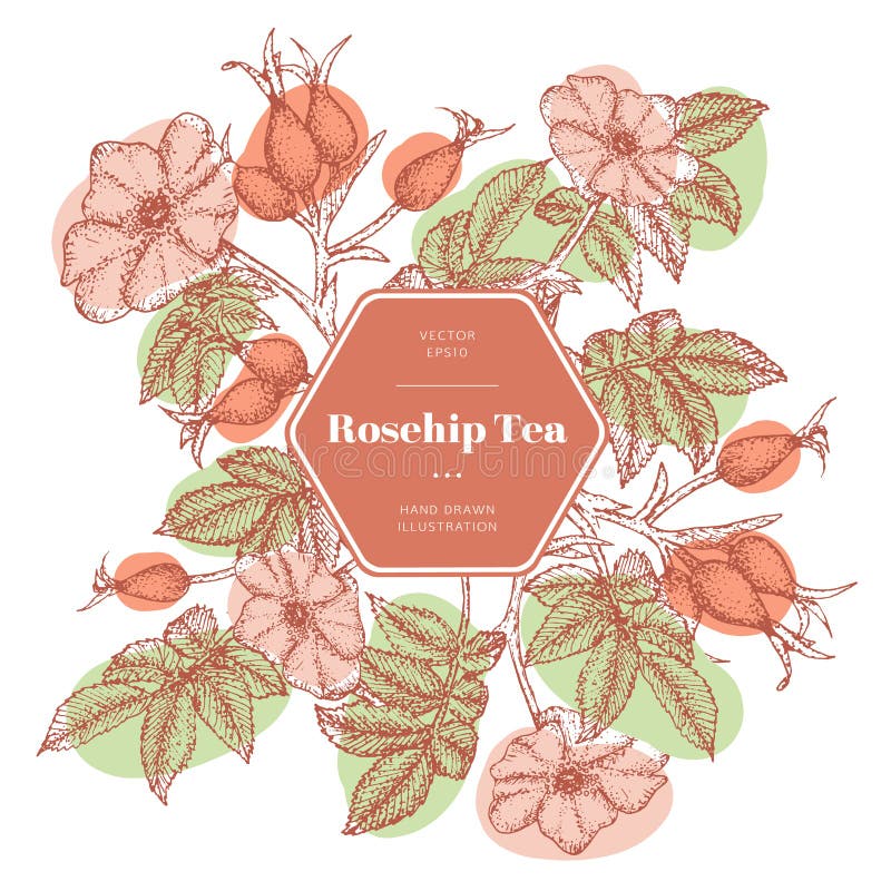 Rosehip Drawing Stock Illustrations – 2,603 Rosehip Drawing Stock ...