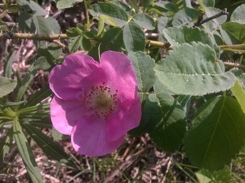 Rosehip Flower stock photo. Image of produce, garden - 220855636