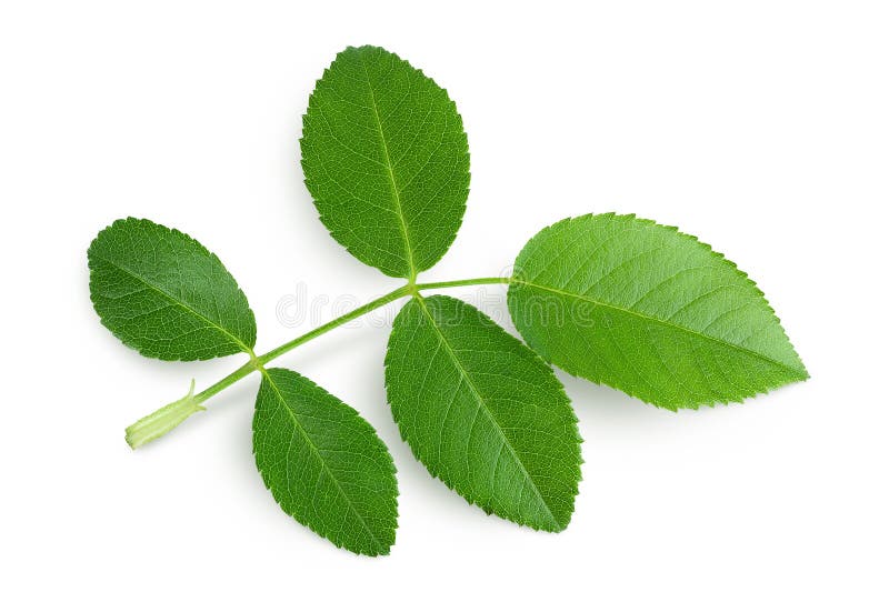Rosehip Green Leaves Isolated on White Background Stock Image - Image ...