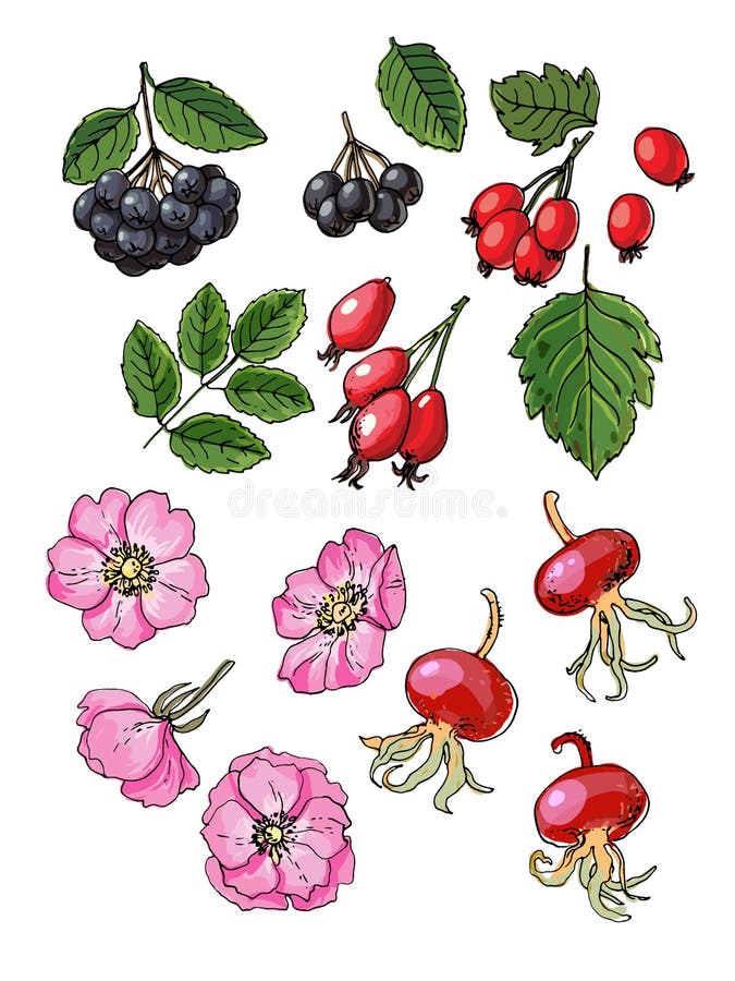 Rosehip, Hawthorn. Vector Food Icons of Berries. Colored Sketch of Food ... Rosehip, Hawthorn. Vector Food Icons of Berries. Colored Sketch of Food ...