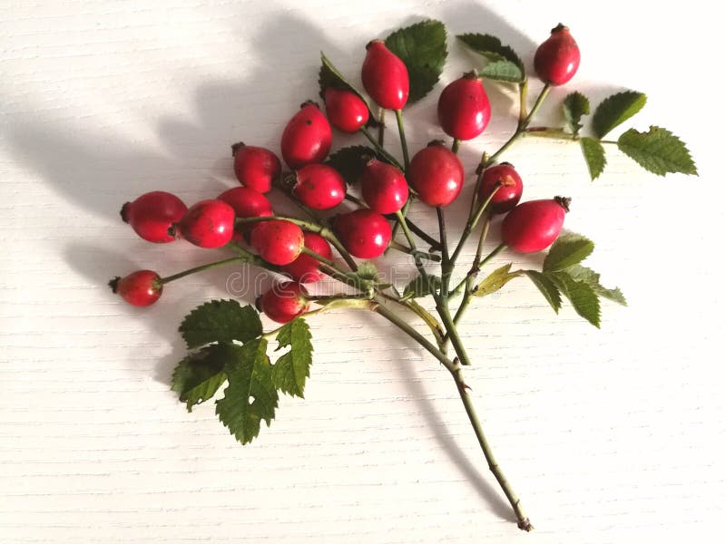 Rosehip with leaves stock photo. Image of twig, leaf - 183850144