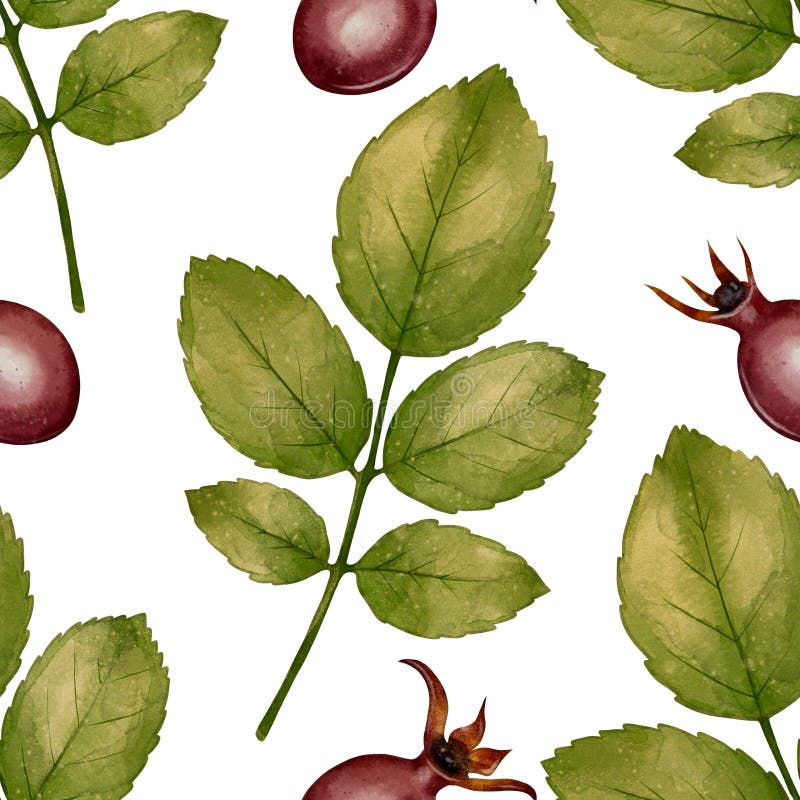 Rosehip Leaves and Berries Seamless Pattern Stock Photo - Image of ...