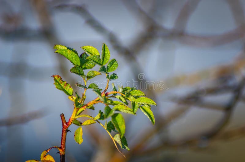 Rosehip Leaves in Morning Dew Stock Photo - Image of grow, growth ...