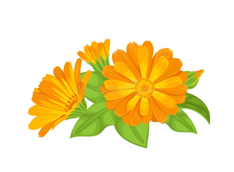 Calendula Vector Set. Marigold Flowers Wreath, Tea, Calendula Oil and ...