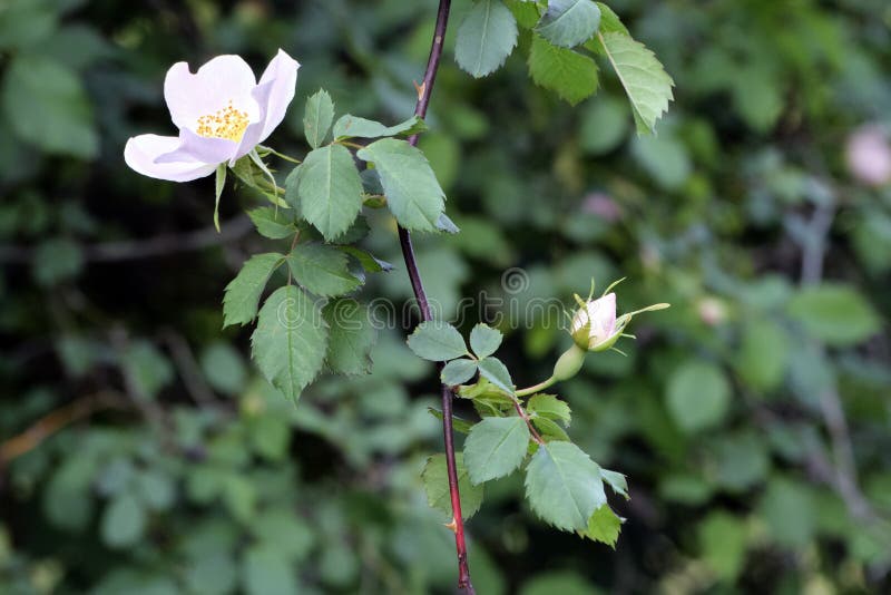 Rosehip flower image stock photo. Image of plant, herbal - 219754198
