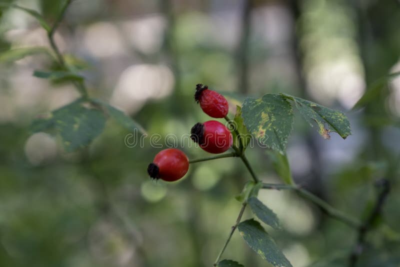 Rosehip plant in a forest stock photo. Image of natural - 200437750