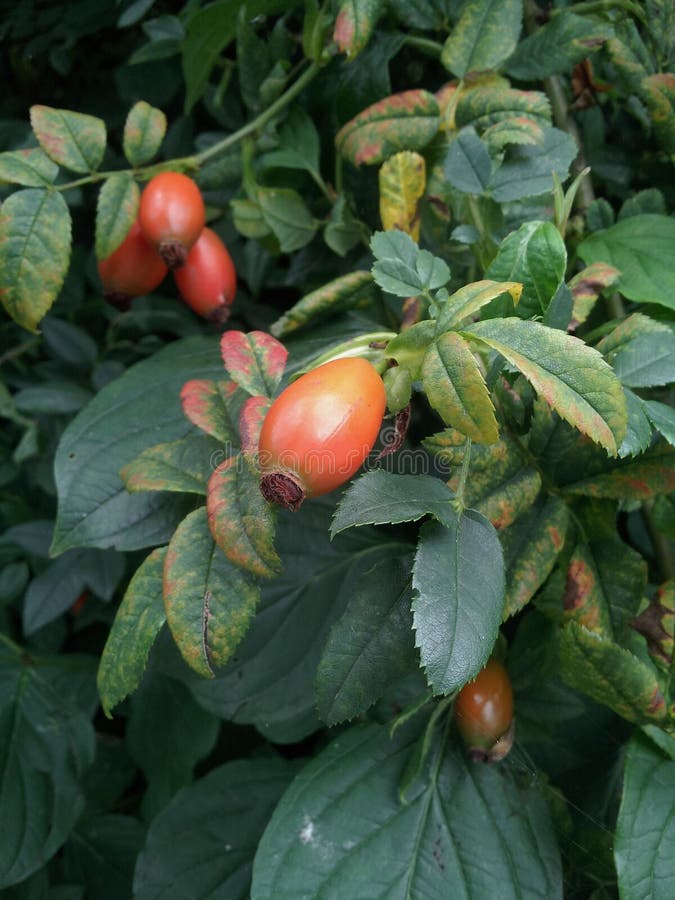 Rosehip plant in a forest stock photo. Image of natural - 200437750