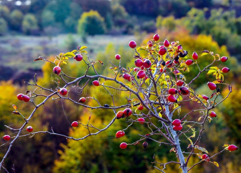 Rosehip Plant with Red Berries Stock Photo - Image of twig, focus ...