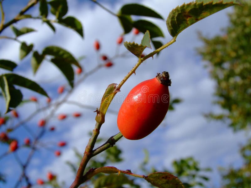 Rosehip stock image. Image of vegetable, orange, shrub - 41644355