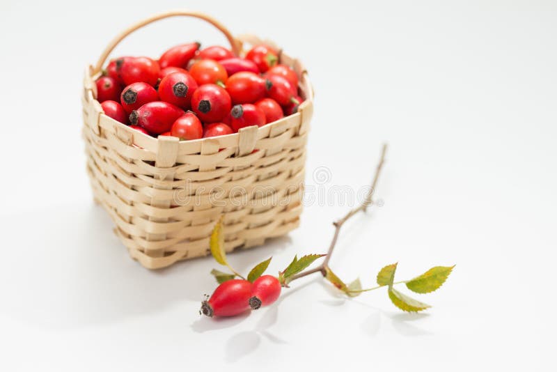Rosehip (Rosa canina) stock photo. Image of health, dogrose - 34272496
