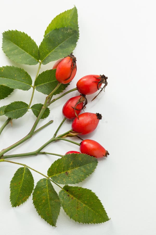Rosehip stock image. Image of rosehip, plant, fall, hips - 2305349