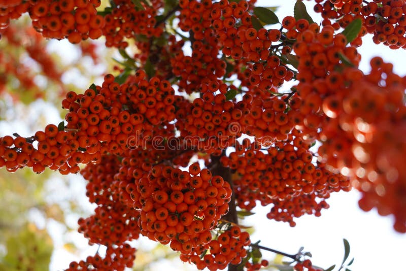 Rosehip Tree and Fruity, Rosehip Gathering, Rosehip Fruit for Herbal ...