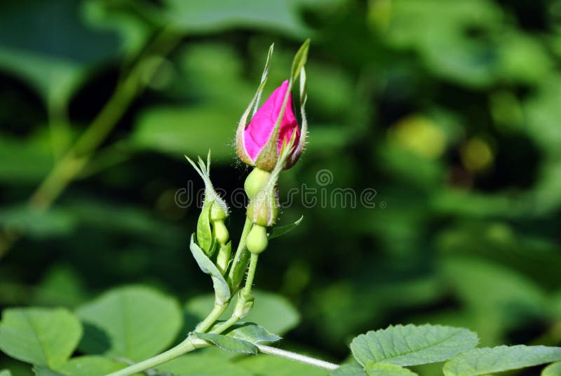 Rosehip Twig with Buds on Bush, Soft Bokeh Background Stock Image ...