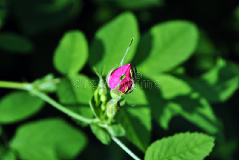 Rosehip Twig with Buds on Bush, Soft Bokeh Background Stock Image ...