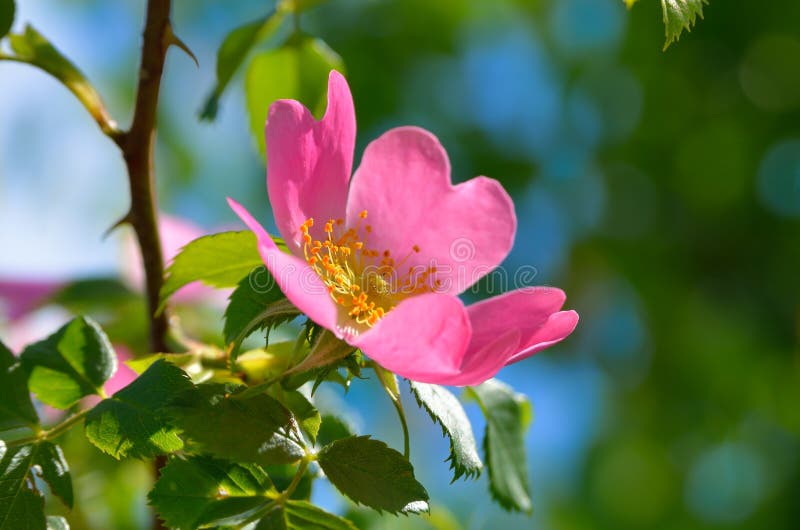 Rosehip, Wild Rose, Blooms among Green Leaves Stock Image - Image of ...