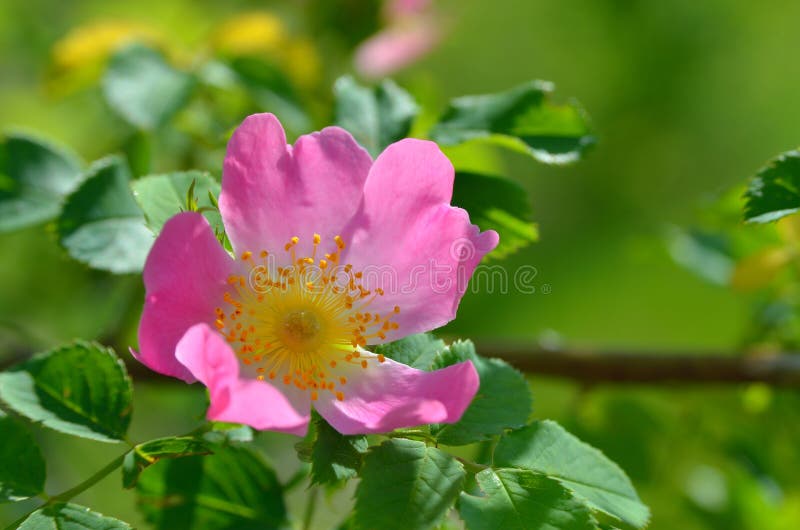 Rose Hip, Wild Rose, Blooms among Green Leaves Stock Photo - Image of ...