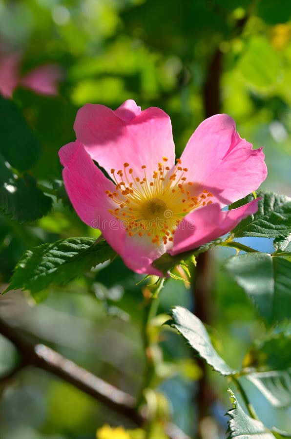 Rose Hip, Wild Rose, Blooms among Green Leaves Stock Image - Image of ...