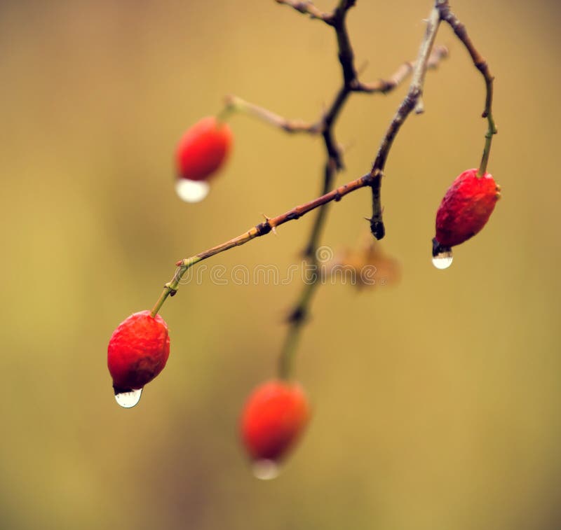 Rosehips stock image. Image of brier, macro, berry, green - 35541083