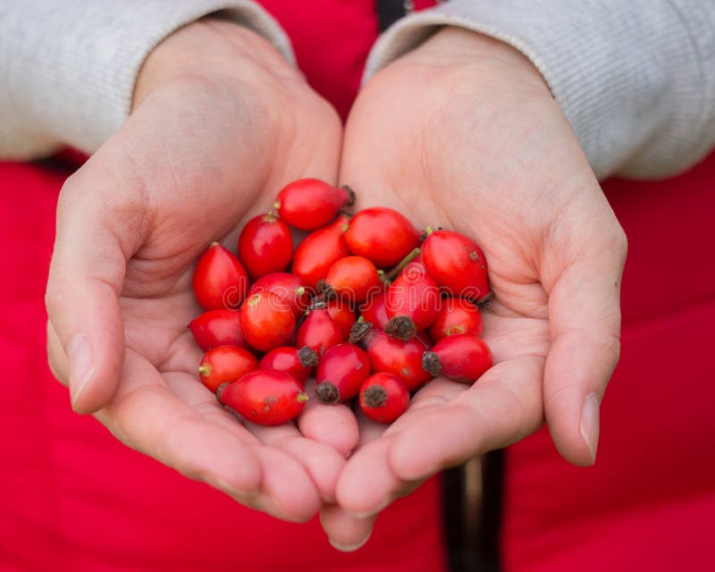 Rosehips stock photo. Image of holding, color, rosehips - 60947314