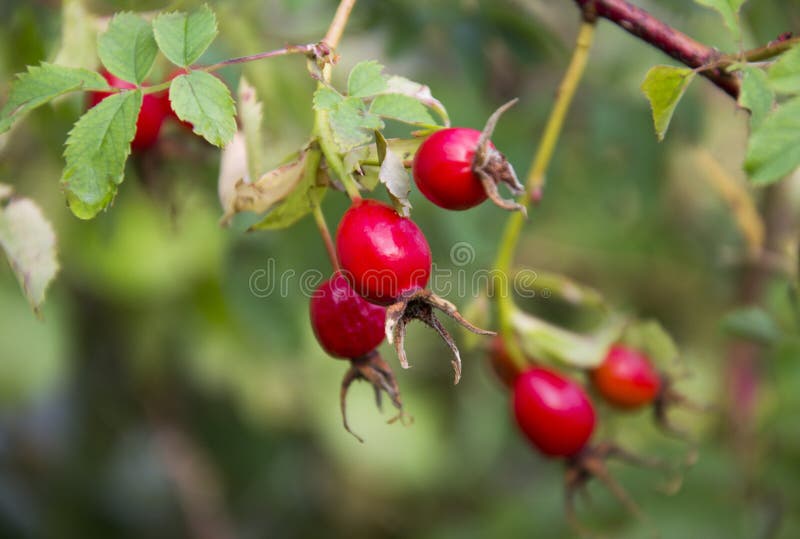 Rosehips stock image. Image of gardening, crop, green - 44247407