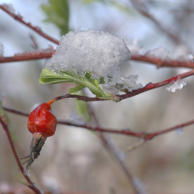 Rosehips snow springtime stock image. Image of wild, season - 75025469