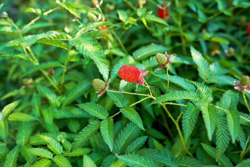Roseleaf Raspberry or Rubus Rosifolius Hybrid of Raspberry and ...