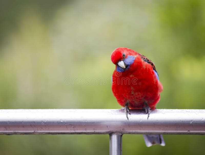 Rosella stock photo. Image of forest, bright, parrot - 33380662