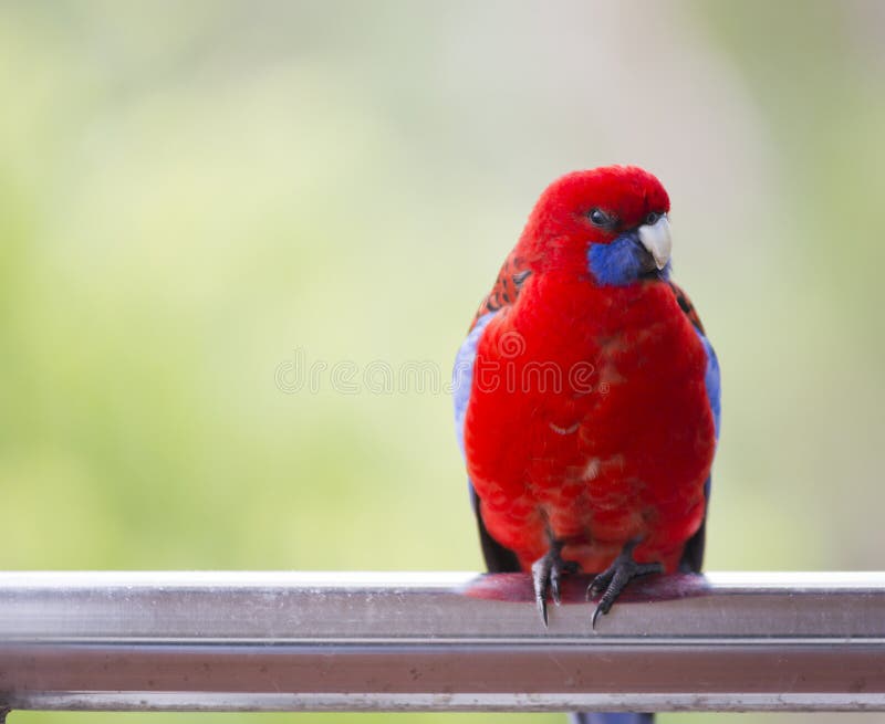 Rosella stock photo. Image of forest, bright, parrot - 33380662