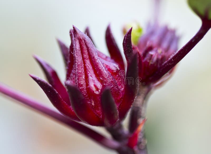 Rosella flower. stock image. Image of bloom, health, fruit - 29121247