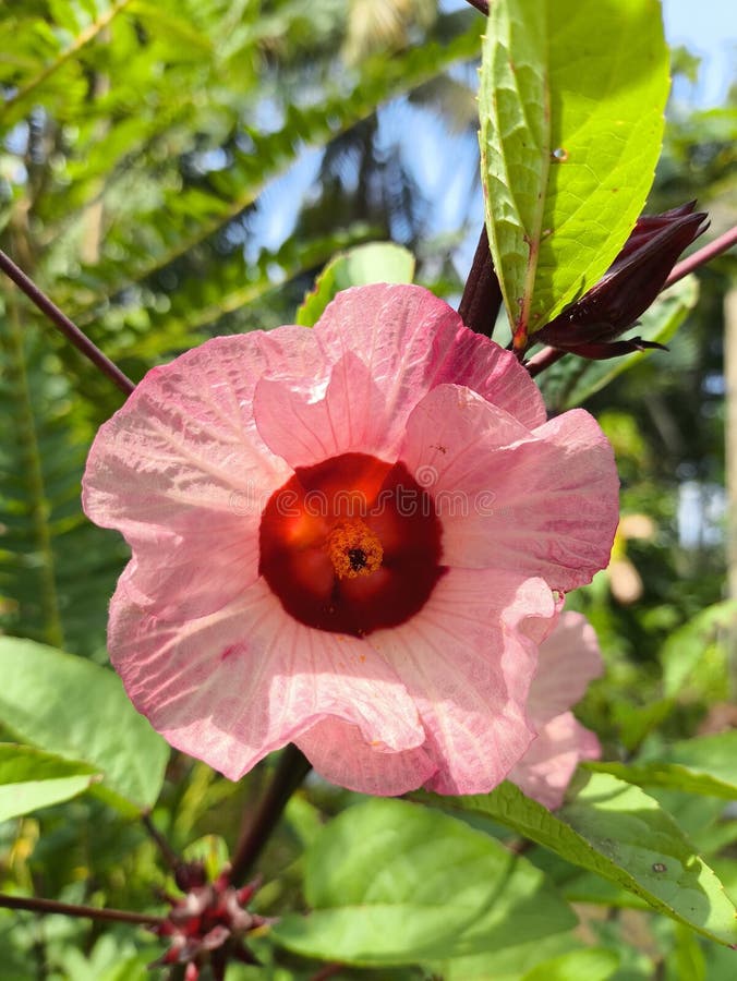 Rosella Flower when it Blooms Stock Photo - Image of green, fresh ...