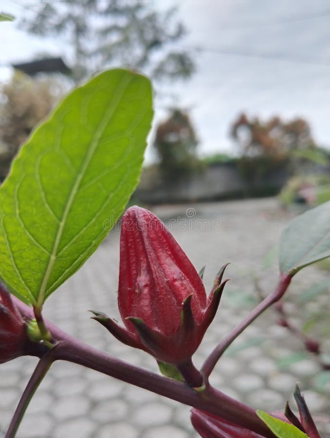 Rosella stock image. Image of rosella, bright, tree - 265621785