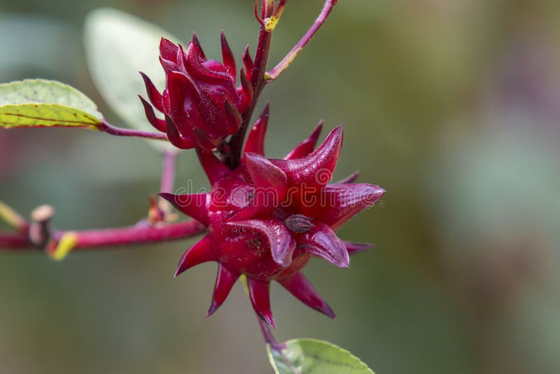 Rosella Flower stock image. Image of indonesia, hibiscus - 183245159