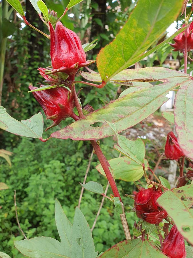Rosella Flowers among the Bushes Stock Image - Image of flowers, rosela ...