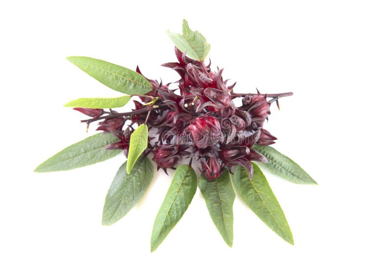 Rosella stock image. Image of outdoor, green, organic - 78787289