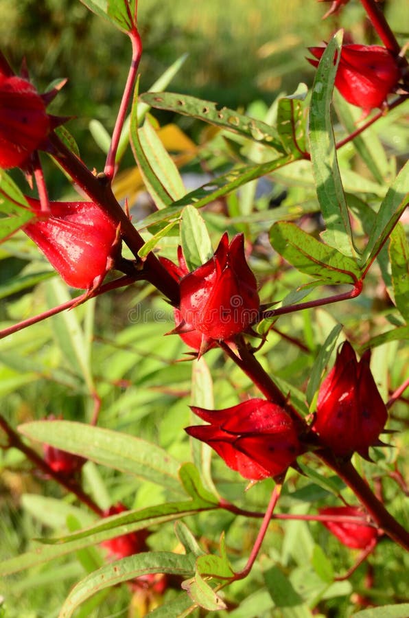 Susar Hot Stock Photos - Free & Royalty-Free Stock Photos from Dreamstime