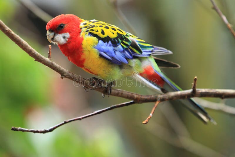 Rosella oriental photo stock. Image du animal, rosella - 31333960