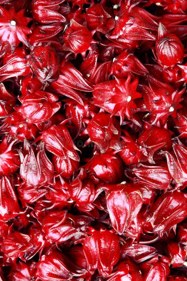 Roselle stock photo. Image of plant, head, pile, roselle - 26835898