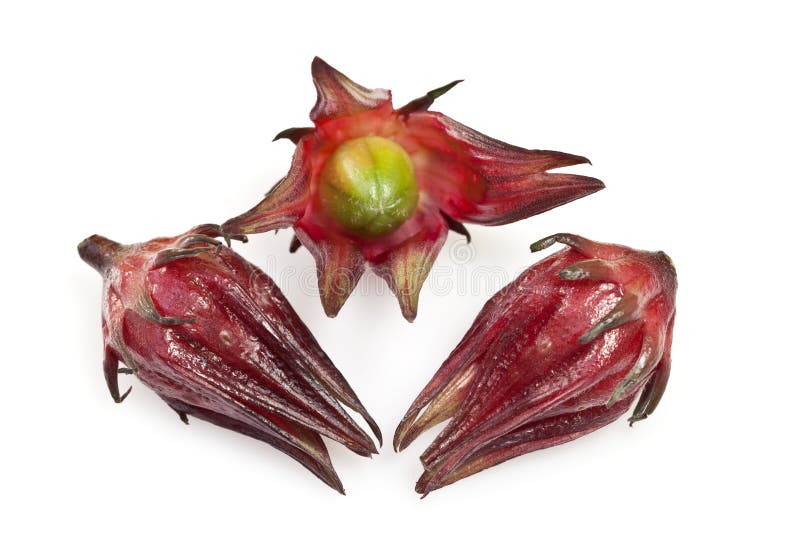 Roselle imagen de archivo. Imagen de rosella, flor, arbusto - 29684831