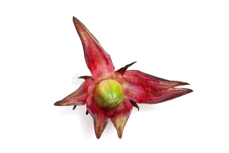 Roselle stock photo. Image of organic, herb, vegetable - 29684838