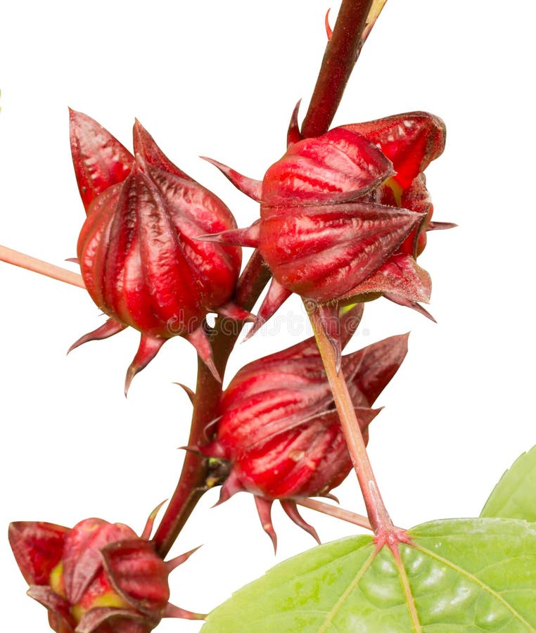 Roselle imagen de archivo. Imagen de fragante, exterior - 39278063