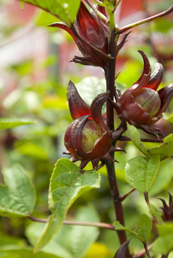 Roselle calyces stock photo. Image of green, farm, flower - 5754774