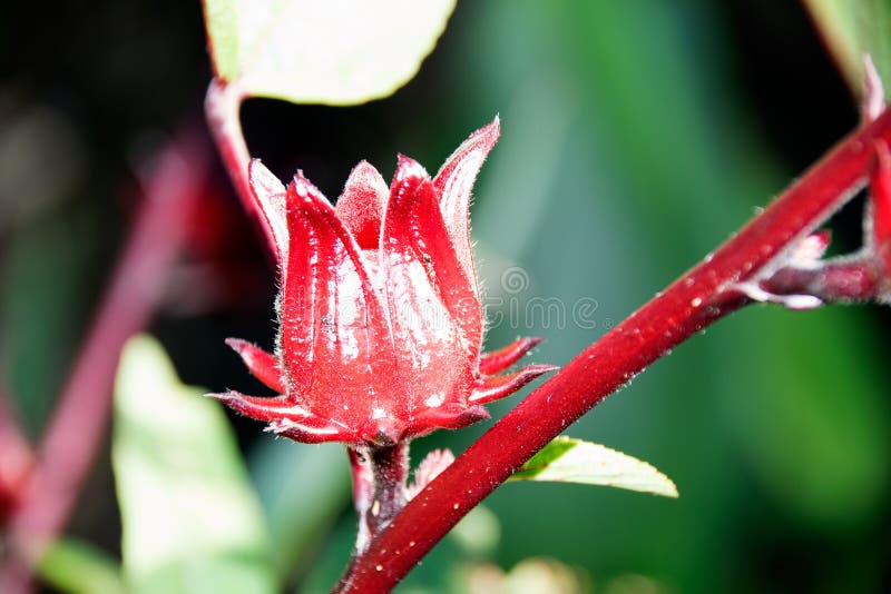 Roselle stock image. Image of farm, background, plant - 62719165