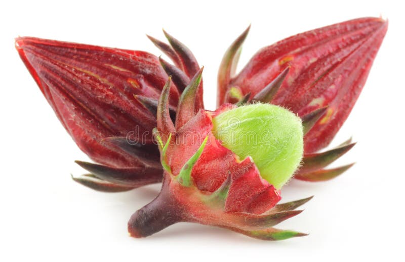 Roselle fruit stock image. Image of plant, agricultural - 23885921