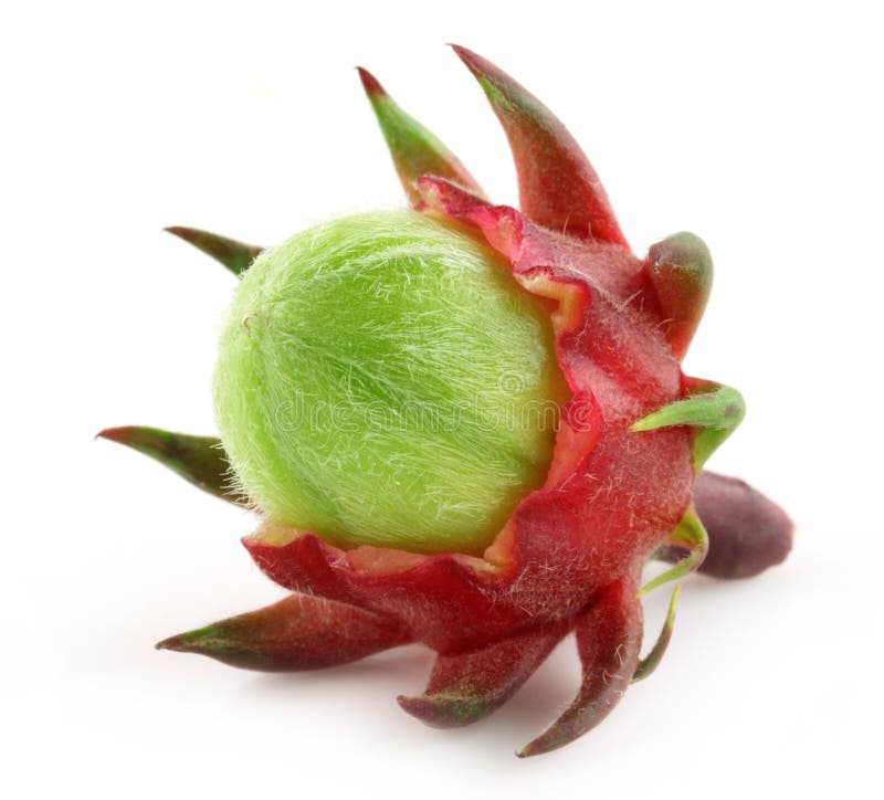 Roselle stock photo. Image of flor, egyptian, agua, delicious - 36160050