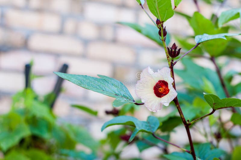 Roselle Flower stock image. Image of mesmerizing, hibiscus - 64346333