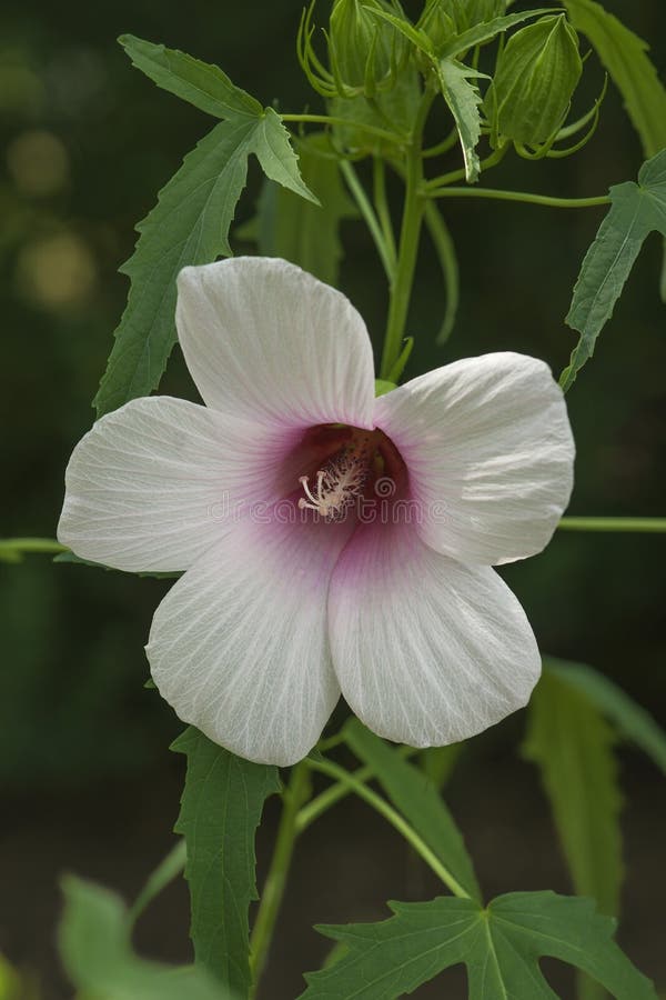 Roselle flower stock photo. Image of nature, plant, close - 78822034