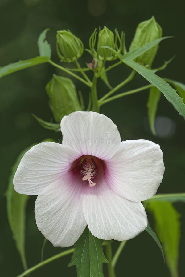 Roselle flower stock photo. Image of hibiscus, roselle - 78822070