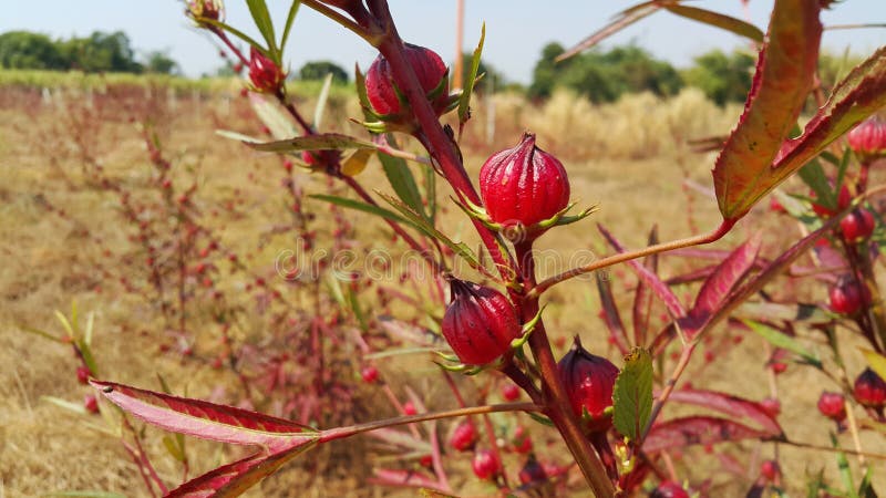 Roselle Flower Plant stock image. Image of china, fresh - 208464247