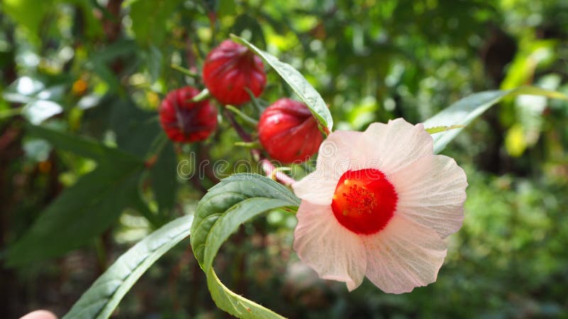 Roselle flower editorial photo. Image of calyces, fruit - 48669121